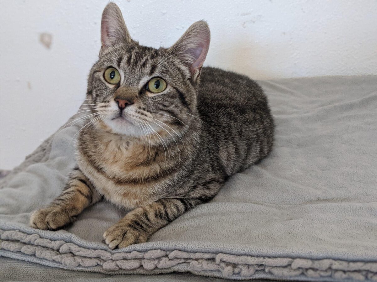 bobbi | Cat Therapy & Rescue Society