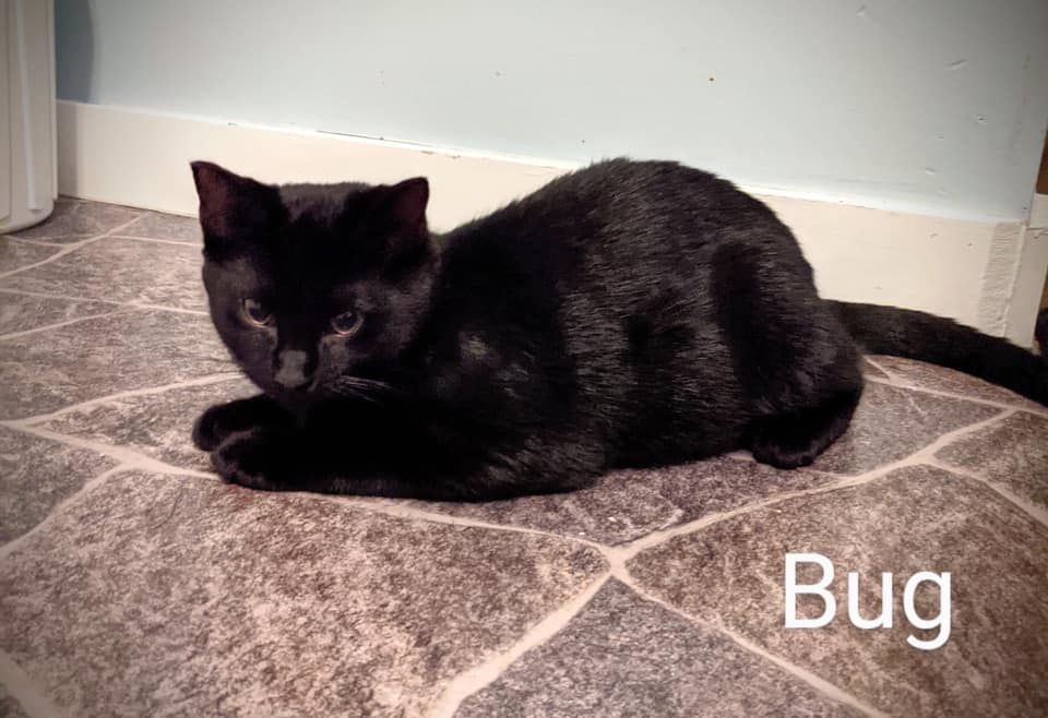 bug – Cat Therapy & Rescue Society