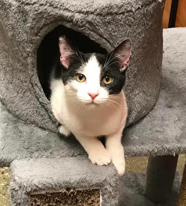Available Cats | Cat Therapy & Rescue Society