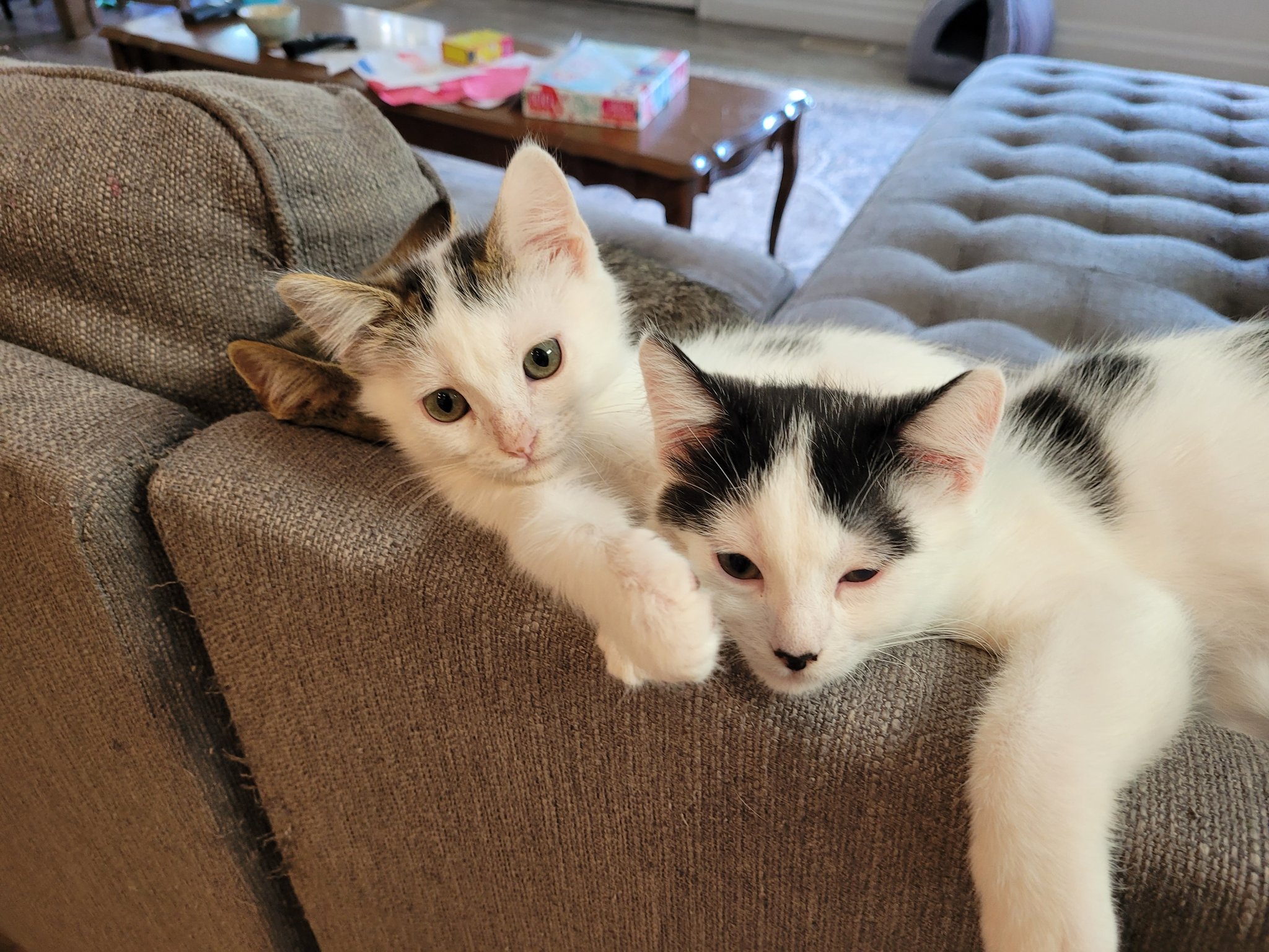 wilson – Cat Therapy & Rescue Society