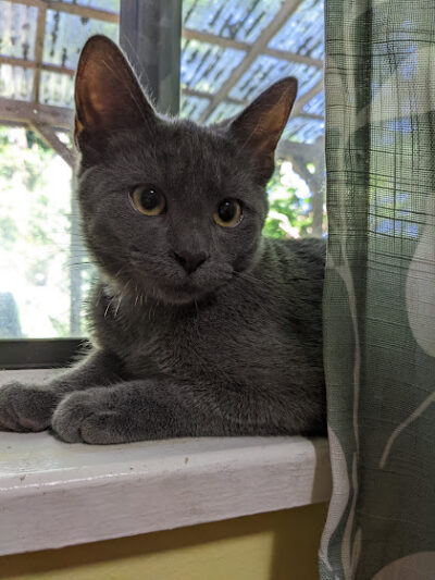 Gandalf Cat Therapy And Rescue Society